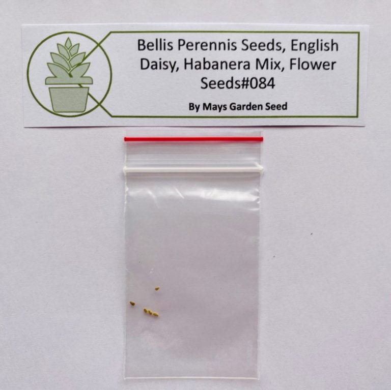 Bellis Perennis Seeds, English Daisy, Habanera Mix, Flower Seeds#084 ...