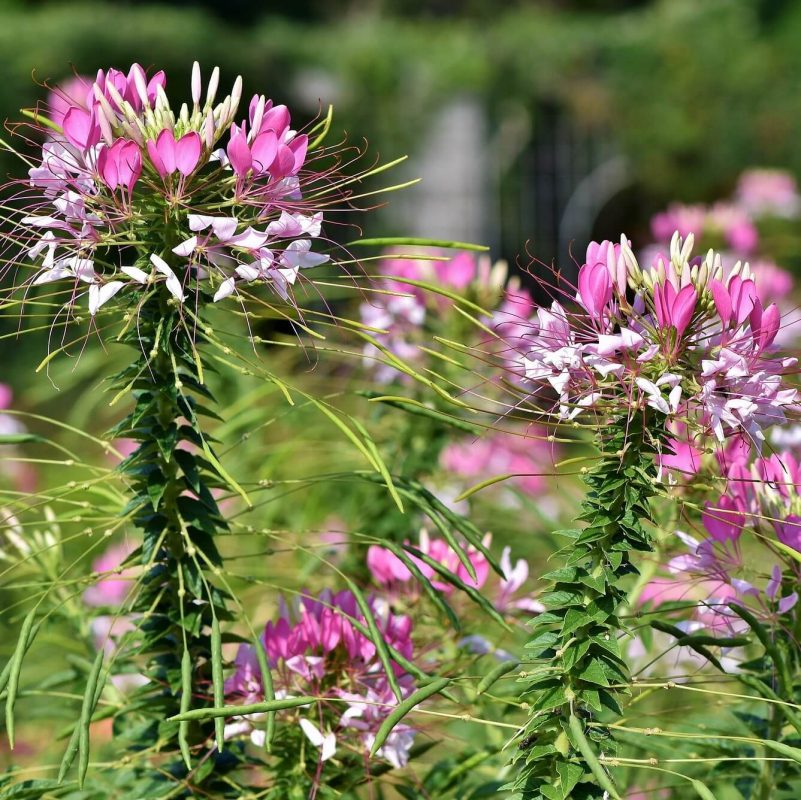 Spider Flower Seeds, Cleome Spinosa Violet Purple, Flower Seeds#090 ...