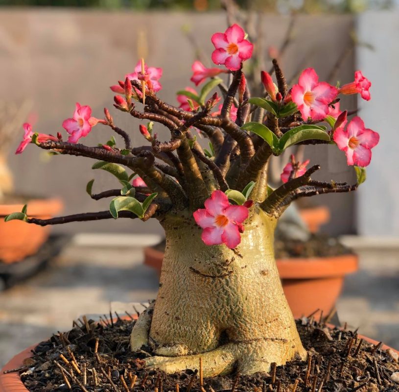Adenium Socotranum Seeds, Thai Socotranum Seeds – #252 – Rooted Retreat