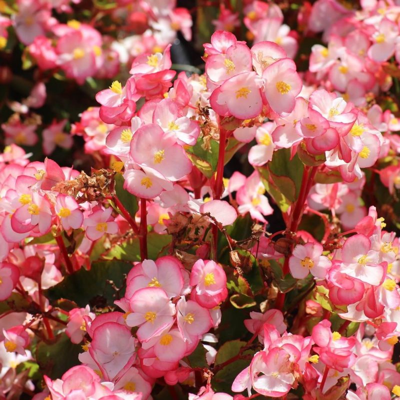 Mixed Begonia Seeds, Super Mix, Flower Seeds#31 – Rooted Retreat