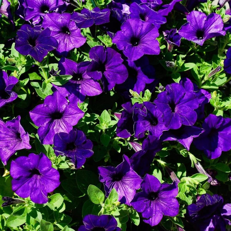 Petunia Seeds, Midnight Purple, Flower Seeds#48 – Rooted Retreat