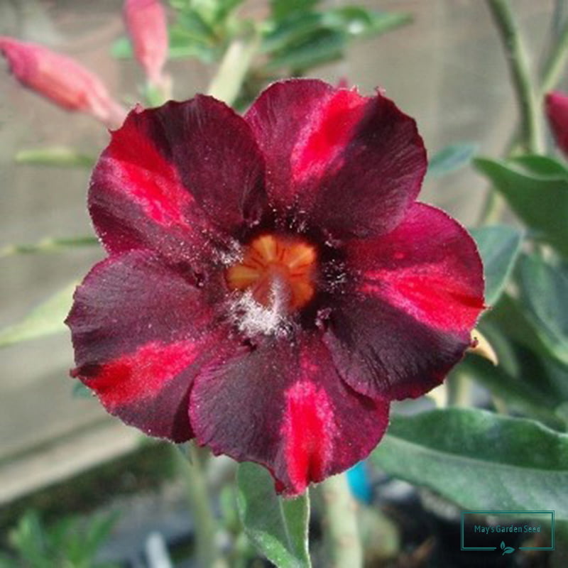 Black Red Desert Rose Seeds,Adenium Obesum Seeds – Variety#075 | Lazada PH Black Red Desert Rose Seeds,Adenium Obesum Seeds – Variety#075 | Lazada PH