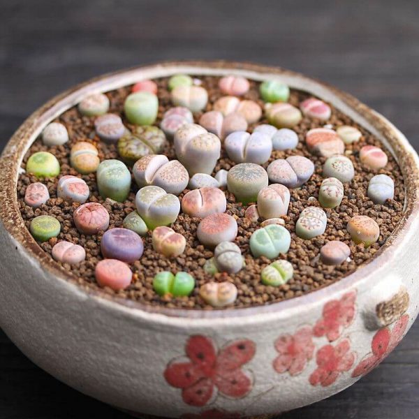 Mixed Lithops Seeds, Succulent Seeds, Variety#074 – Rooted Retreat