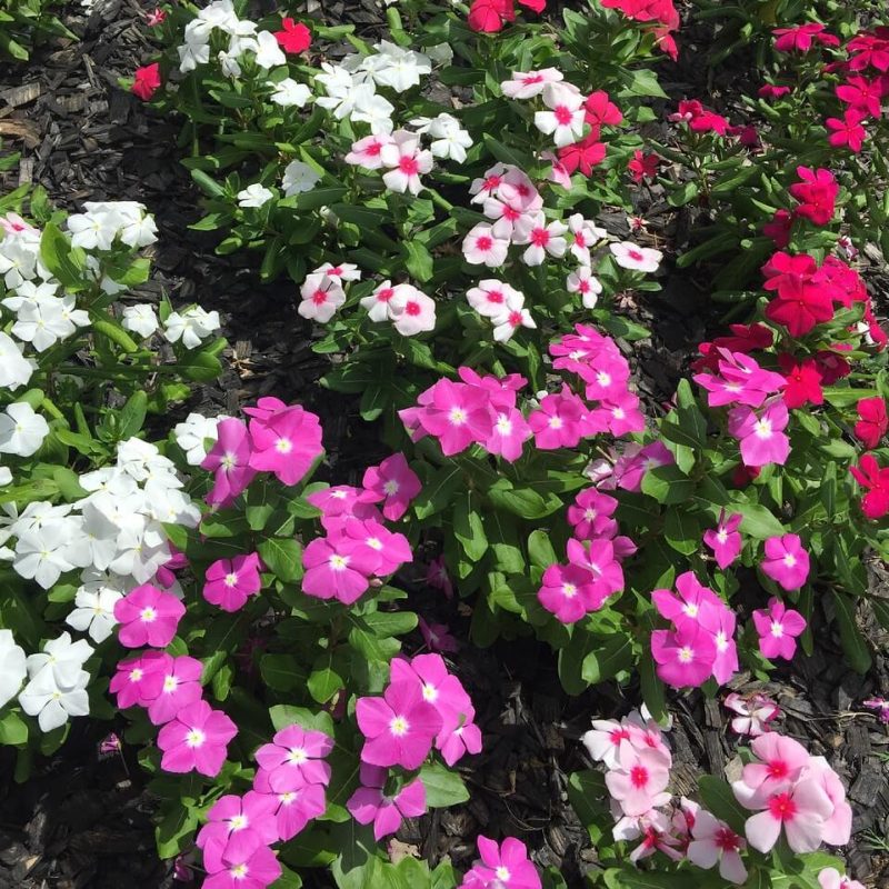 Vinca – Rooted Retreat