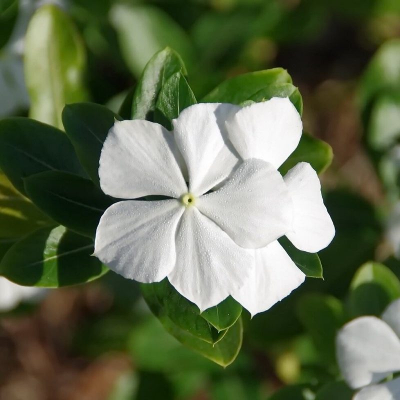 Mixed Vinca Seeds, Flower Seeds#185 – Rooted Retreat