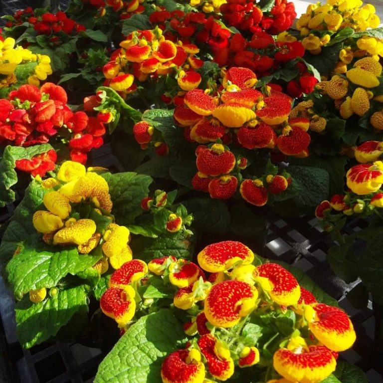 Mixed Calceolaria Seeds, Bubbles Mixed, Flower Seeds#186 – Rooted Retreat