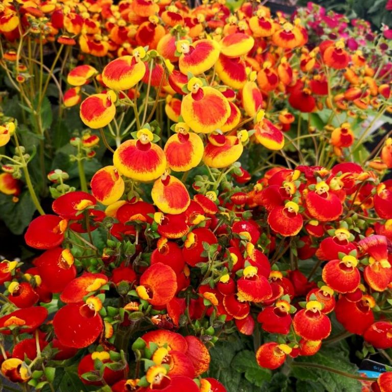 Mixed Calceolaria Seeds, Bubbles Mixed, Flower Seeds#186 – Rooted Retreat