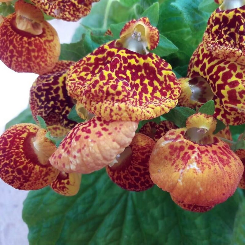 Mixed Calceolaria Seeds, Bubbles Mixed, Flower Seeds#186 – Rooted Retreat