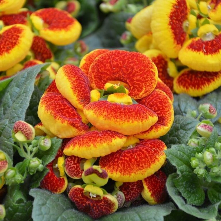 Mixed Calceolaria Seeds, Bubbles Mixed, Flower Seeds#186 – Rooted Retreat