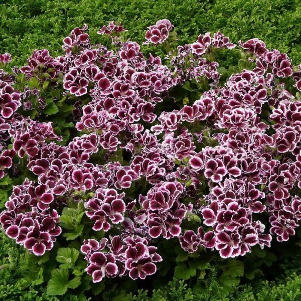 Mixed Geranium Seeds, Flower Seeds#187 – Rooted Retreat