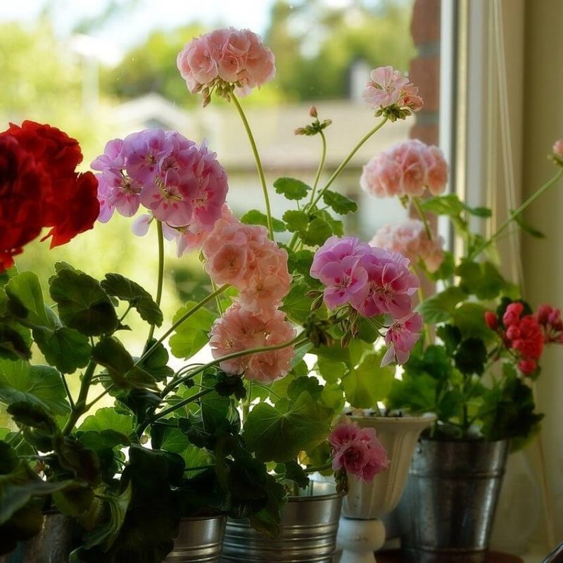 Mixed Geranium Seeds, Flower Seeds#187 – Rooted Retreat