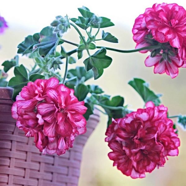 Mixed Geranium Seeds, Flower Seeds#187 – Rooted Retreat