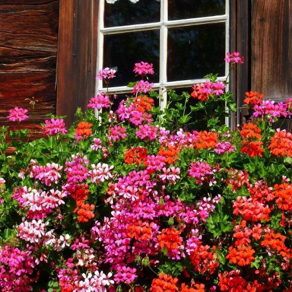 Mixed Geranium Seeds, Flower Seeds#187 – Rooted Retreat